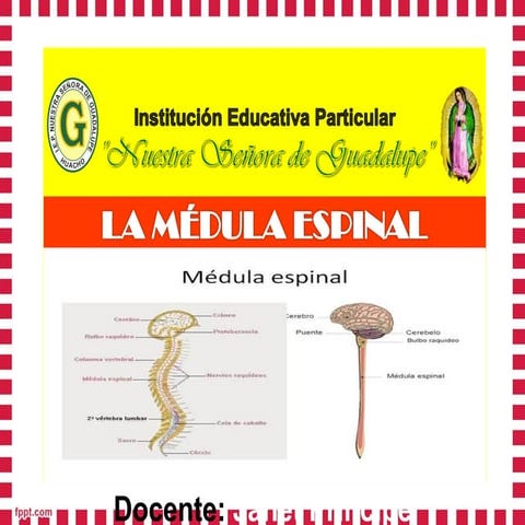 Medula espinal | PPTX