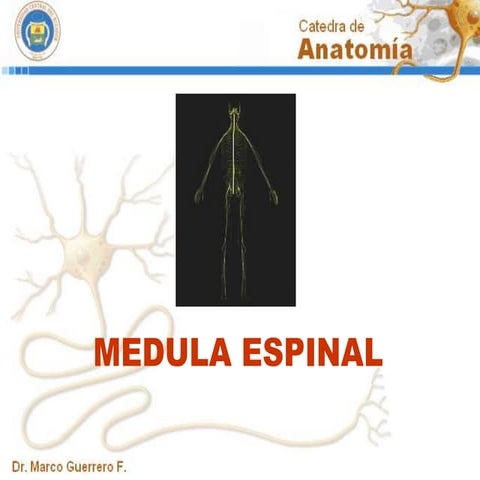 Médula espinal - Configuración externa.pptx