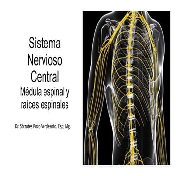Anatomía de la Médula espinal. Configuración externa | PDF
