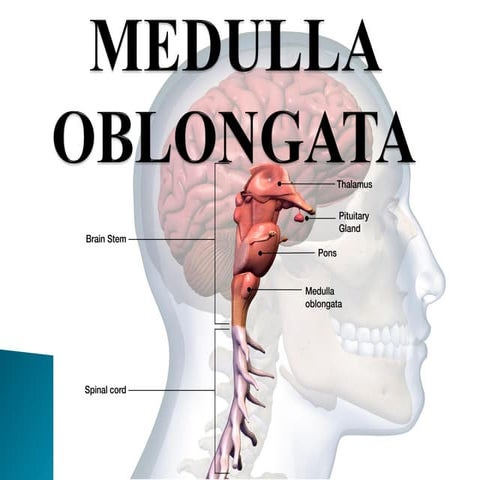 Anatomy of brain steam midbrain pons and medulla | PPTX