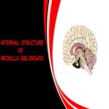 BRAIN structure and its function (class 10) | PPTX