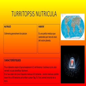 Turritopsis nutricula | PPTX