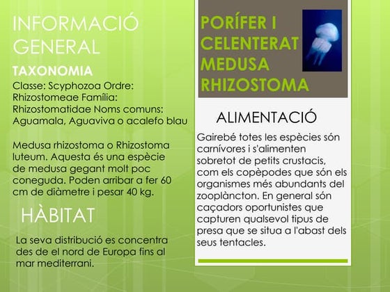 Et tauró blanc | PPT