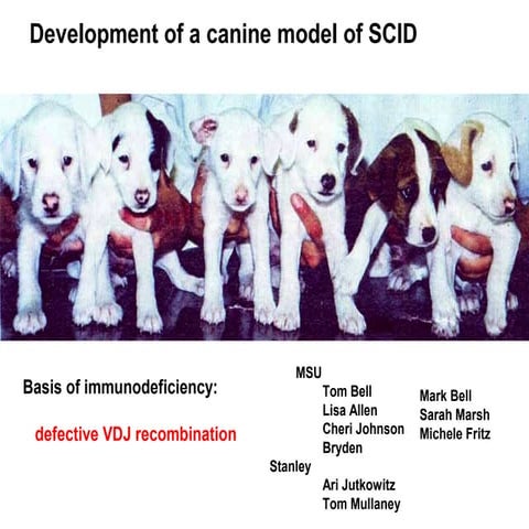 Development of a Canine Model of SCID | PPT