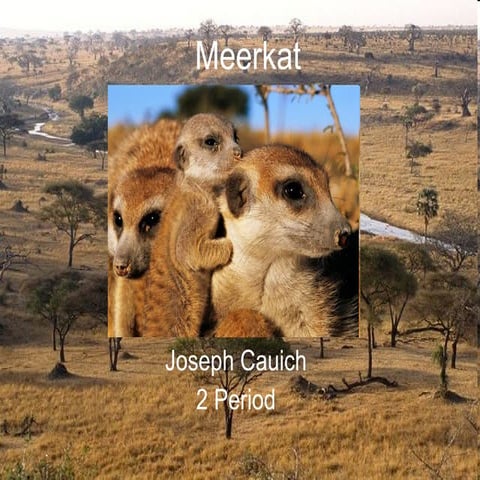 Joseph Cauich PPT