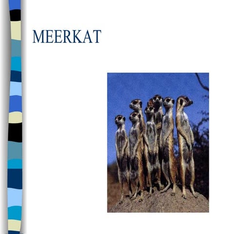 Meerkat | PPT