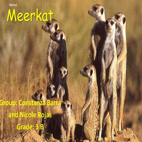 Meerkat | PPTX | Reptiles | Pets