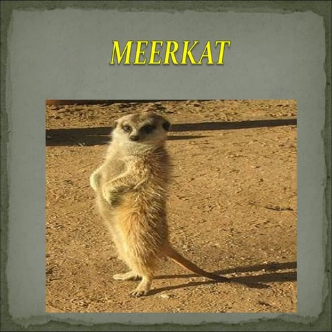 Meerkat | PPT