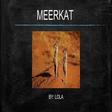 Meerkat | PPT