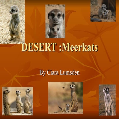Meerkats | PPT