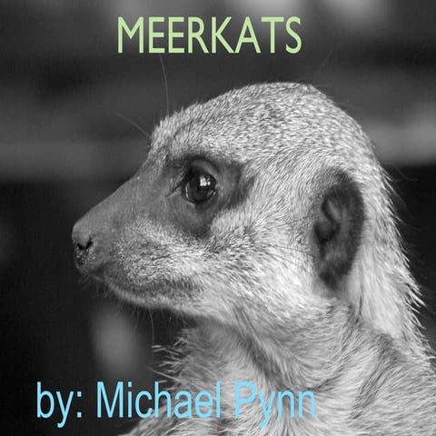 Meerkats 2.1 | PPT | Reptiles | Pets