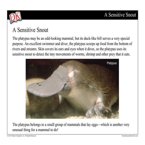 Austrailian animals presentation | PPTX