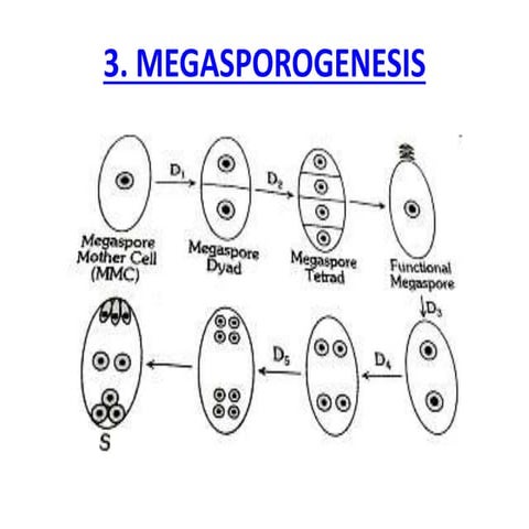 Megasporogenesis | PPTX