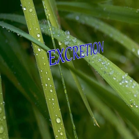Excretion in plants | PPTX