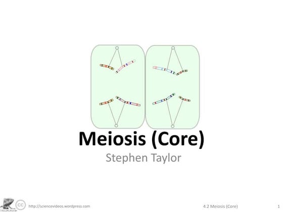 Meiosis | PPT