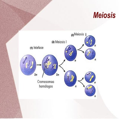La meiosis 1 | PPT