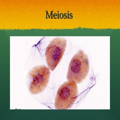 Meiosis | PPT