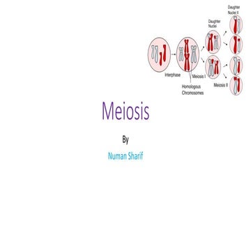Meiosis | PPTX