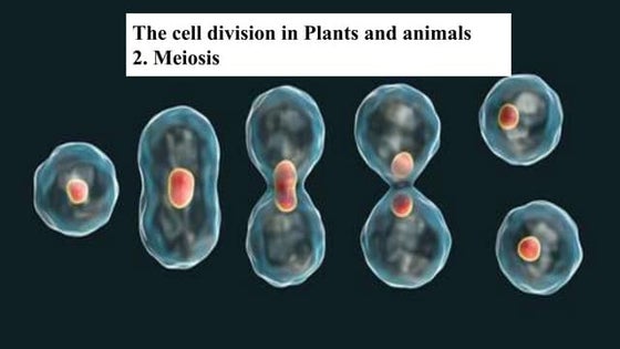 You are carrying out experiments in cell fusion by fusing together ce.pdf
