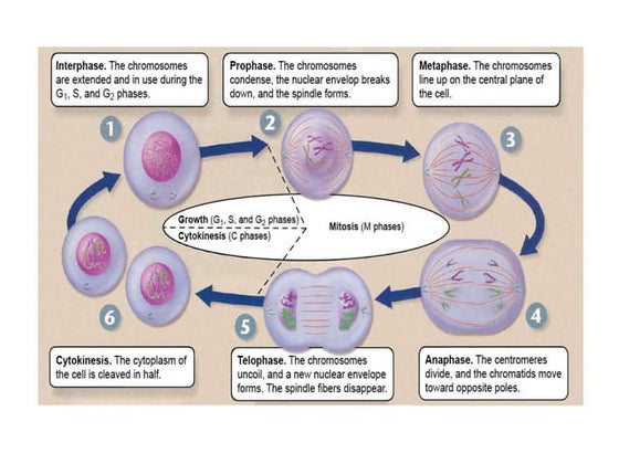 Biology Form 4 Chapter 5 Meiosis Ppt Powerpoint
