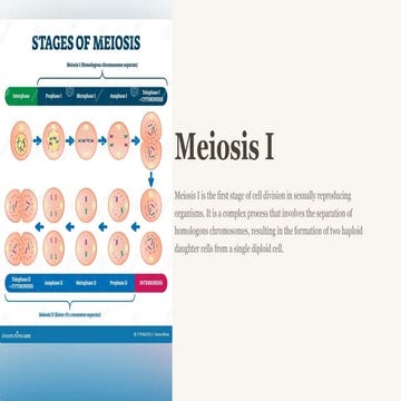 Meiosis-I Final simplified pptx.....pptx