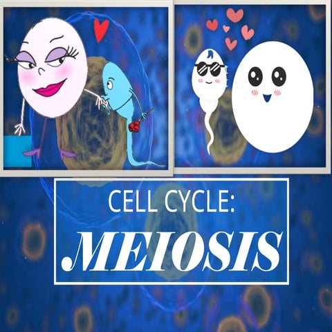 meiosis-students-copy a study of TEP.ppt