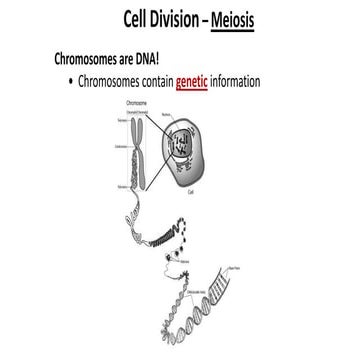 Meiosis stages for high school students new.pptx