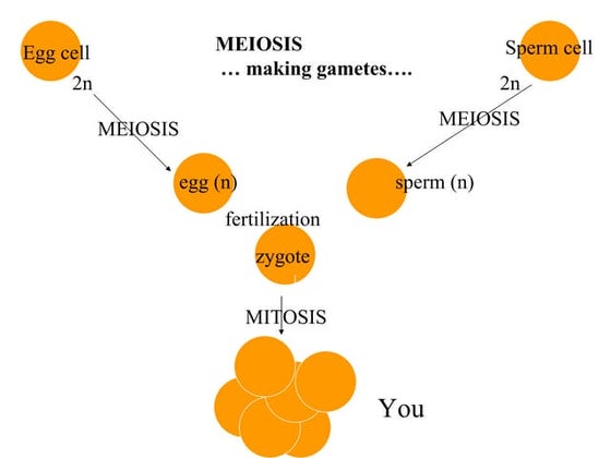 Meiosis | PPT
