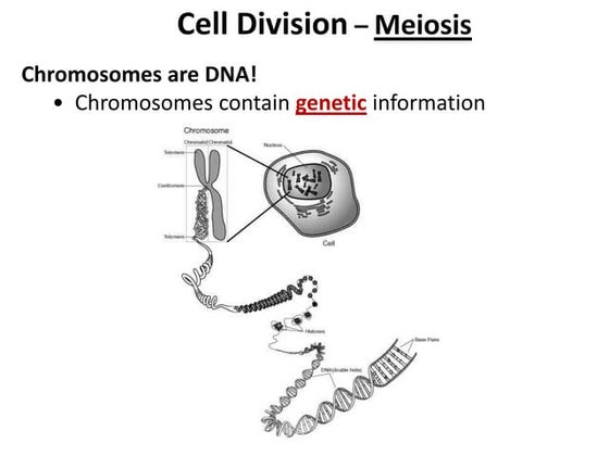 Meiosis (1) | PPT