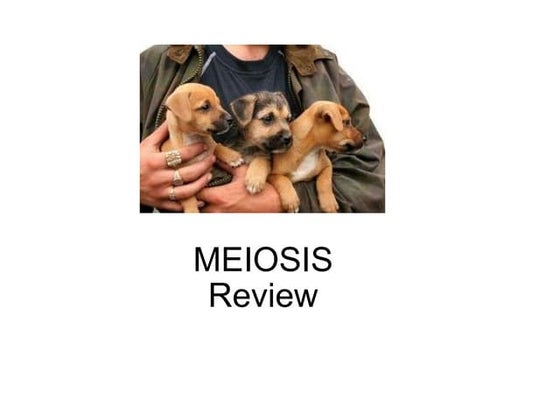 Meiosis Pptx