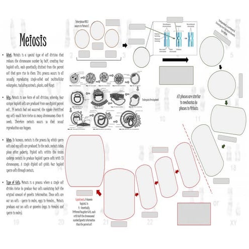 Meiosis WW - Student.pdf