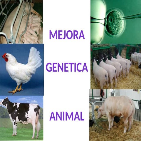 MEJORA GENETICA ANIMAL presentación.pptx