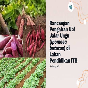 Perencanaan ubi jalar ungu | PPTX