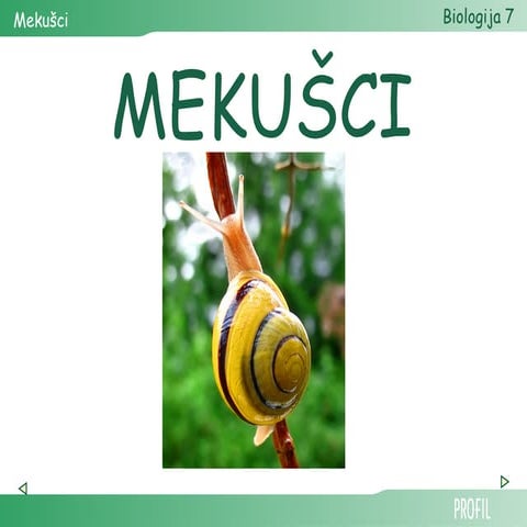 Mekusci ppt | PPT