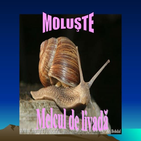 Melculdelivada | PPT