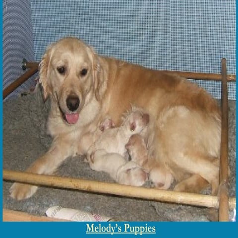 Melodys Puppies | PPT | Dogs | Pets