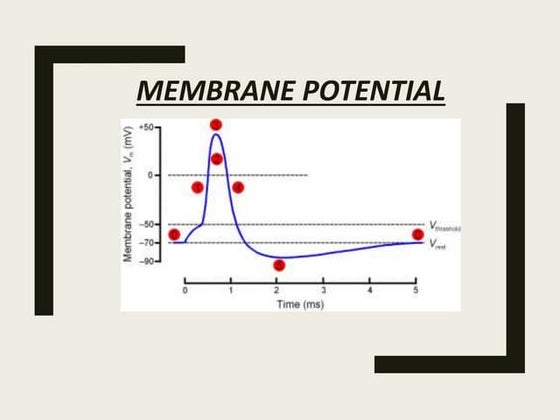 Action potential | PPT