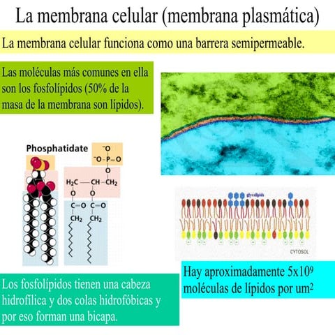 Propiedades de la membrana | DOCX