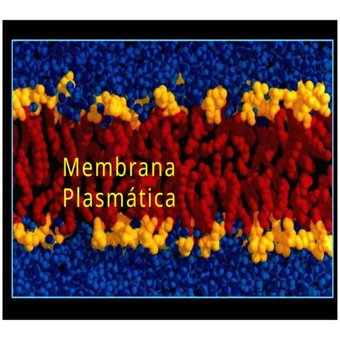 membrana_juncoes_enferm_elisa unesp.pptx