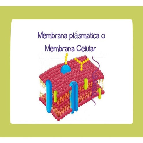 Membrana plasmática que es y cual es su funcion .pdf