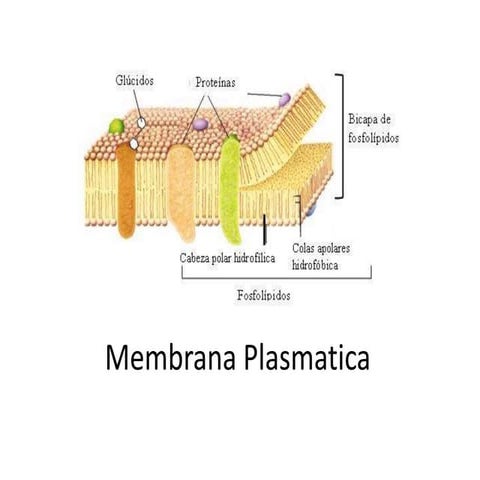 Membrana plasmatica morfología | PPTX