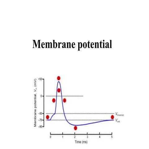 membrane-potential.ppt
