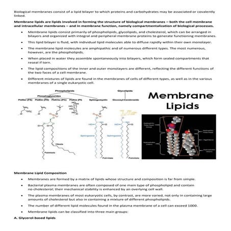 membrane lipids.docx
