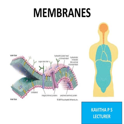 Membranes | PPTX
