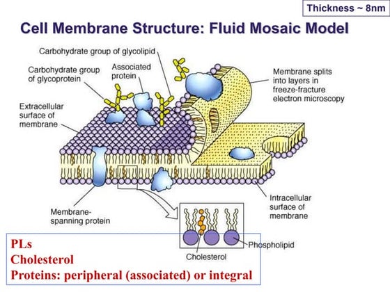 Cell membrane ppt | PPTX