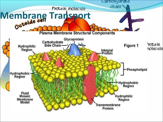 Ion Transport Through Cell Membrane.pptx