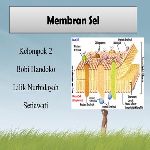 Membran sel | PDF