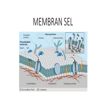 Membran Sel Pada Manusia, Hewan, dan Tum | PPT