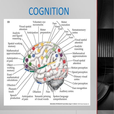 Thinking and Memory | PPTX