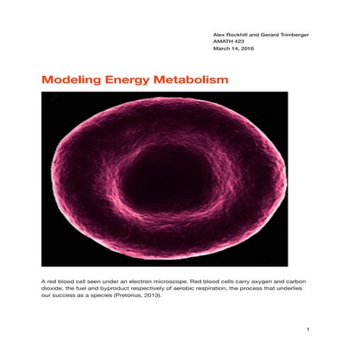 Cellular Metabolism Model | PDF